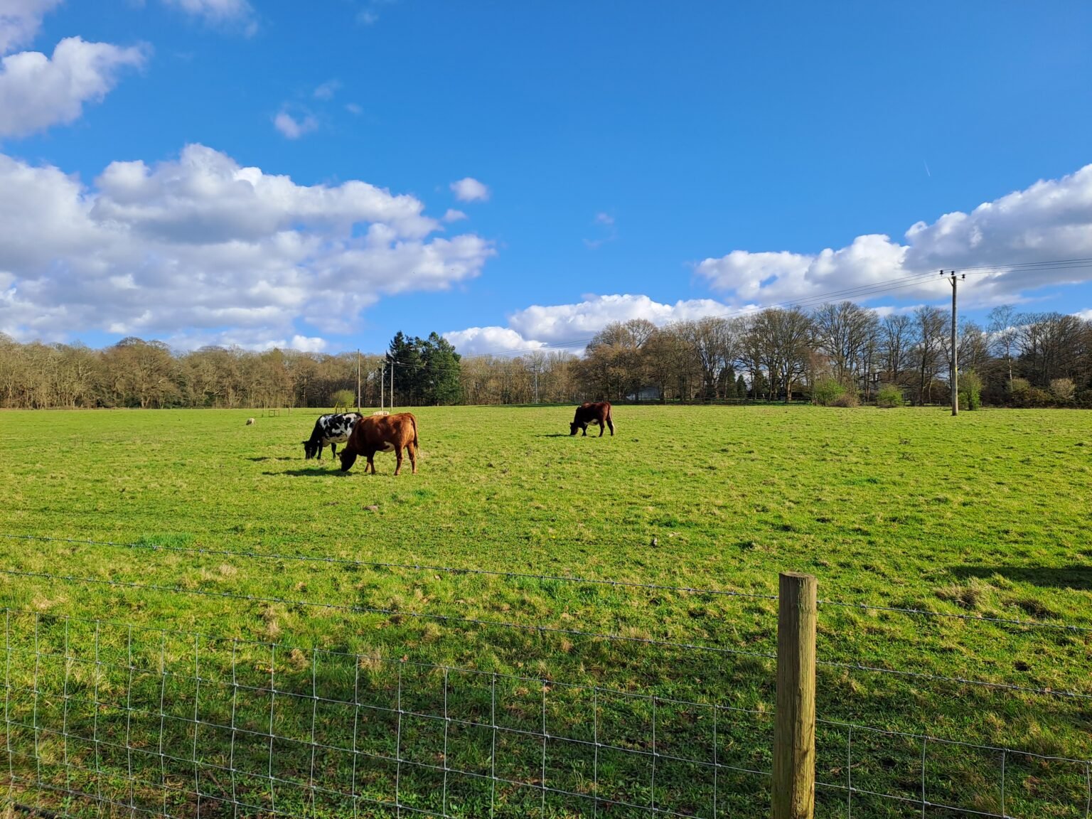 The North Downs Way | National Trail Guide (Updated 2026)